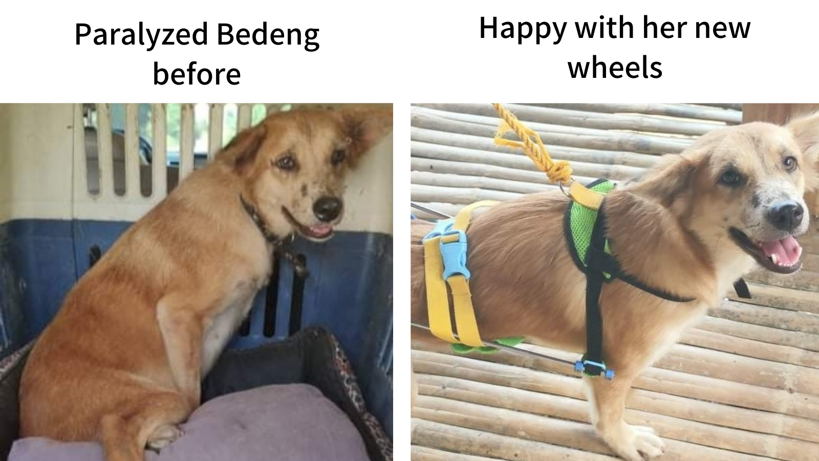 ? Street Dog Sanctuary Palawan – PalawanOnline.ph