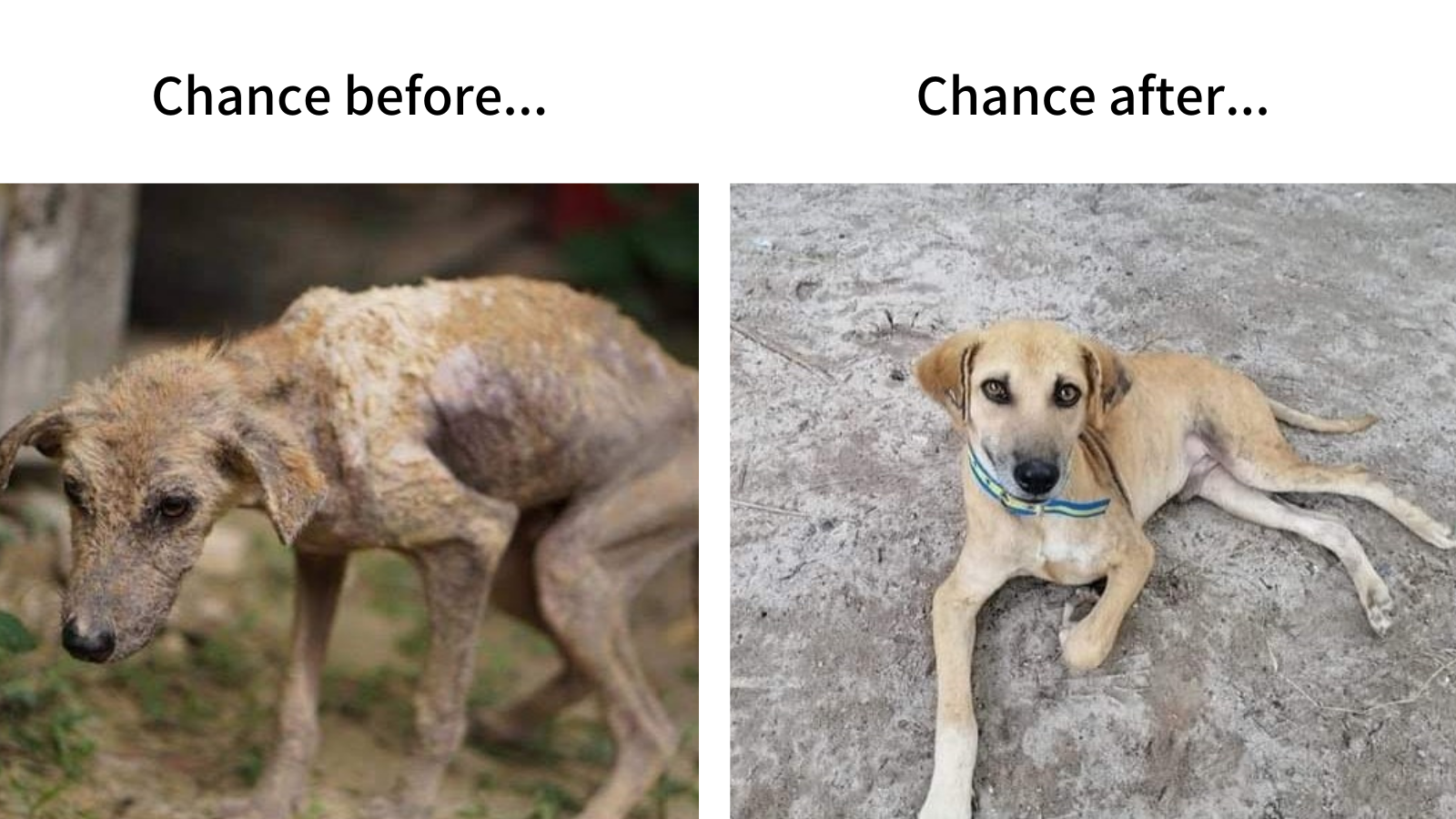? Street Dog Sanctuary Palawan – PalawanOnline.ph