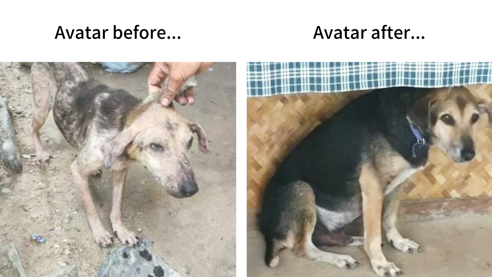 ? Street Dog Sanctuary Palawan – PalawanOnline.ph