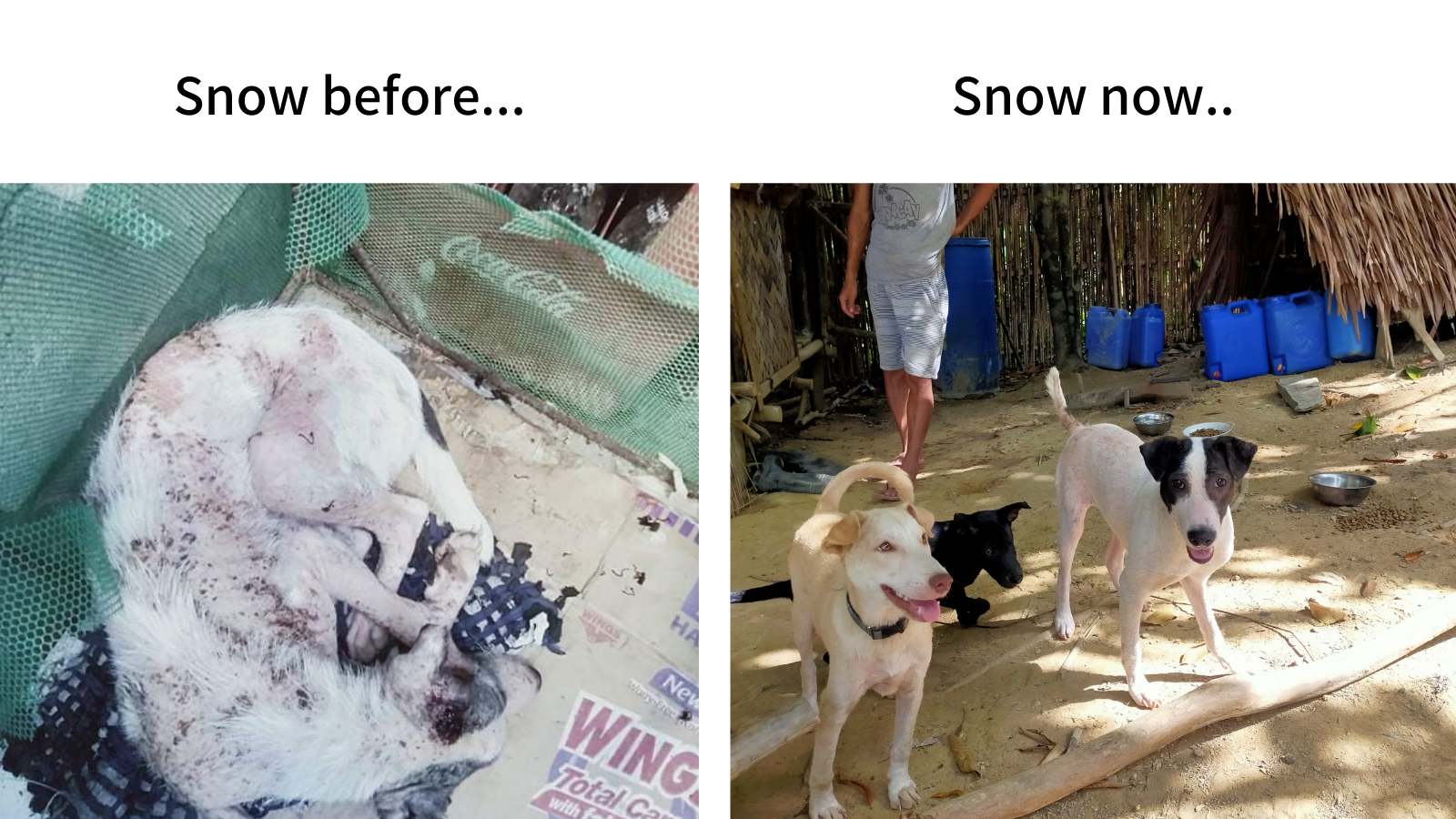 ? Street Dog Sanctuary Palawan – PalawanOnline.ph